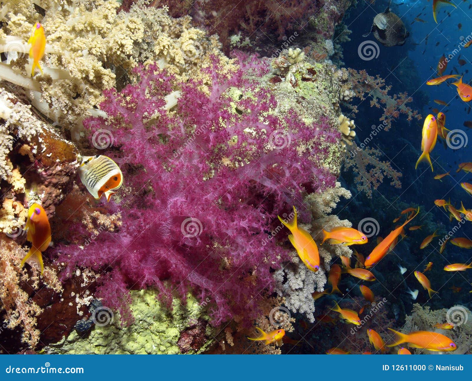 Corallo molle fotografia stock. Immagine di creature - 12611000