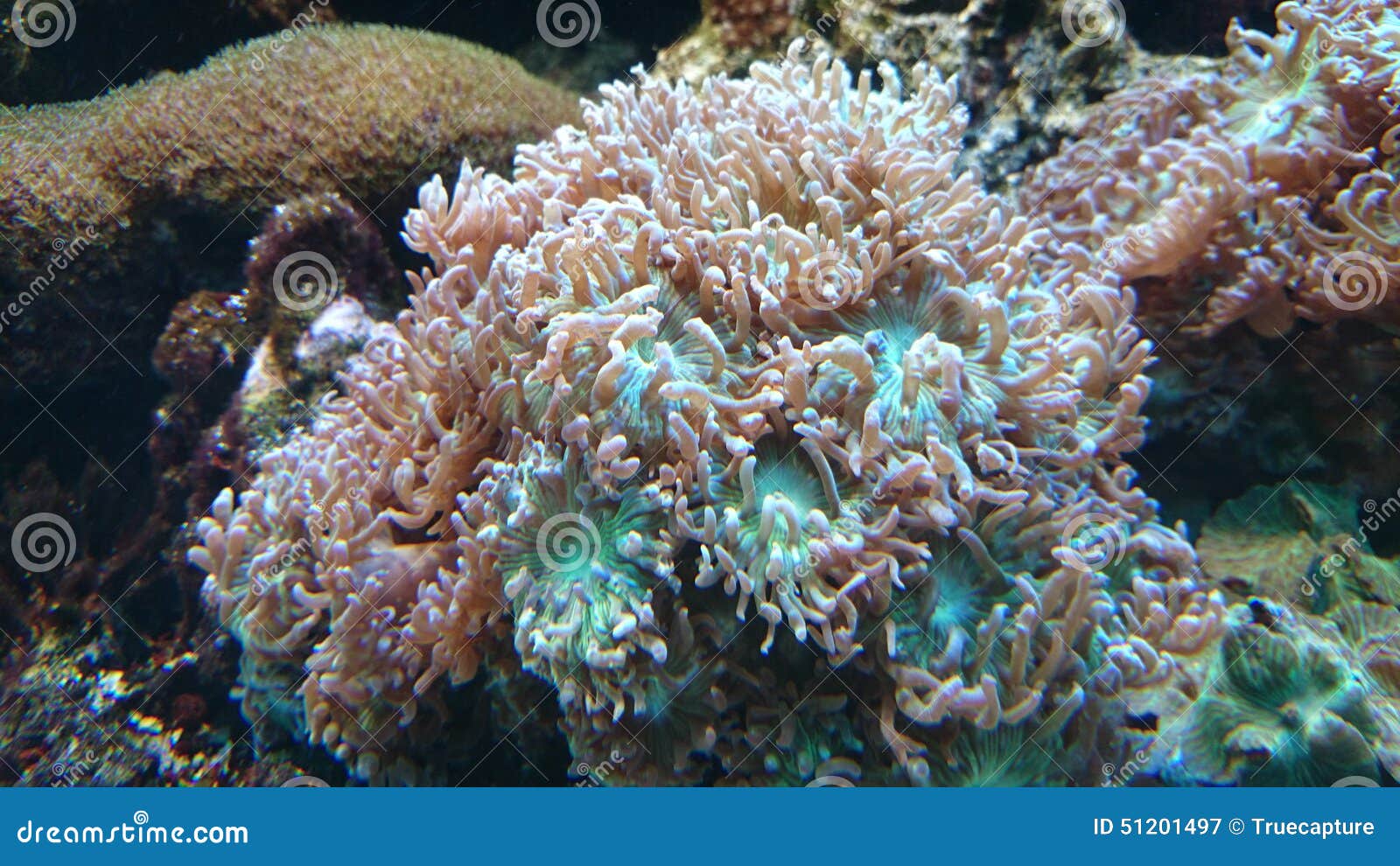 Corallo molle immagine stock. Immagine di colori, morbido - 51201497