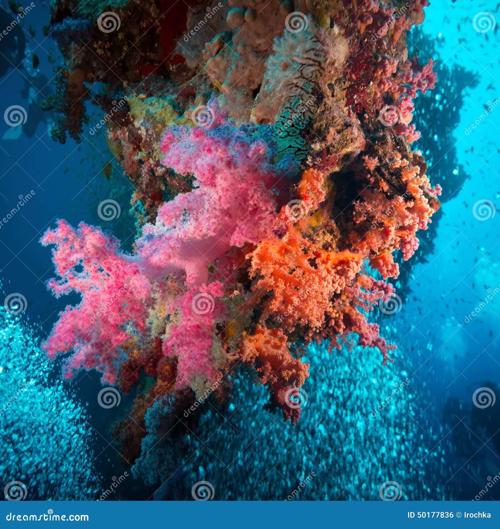 Corallo Molle Rosa Vibrante (hemprichi Di Dendronephthya) Fotografia ...