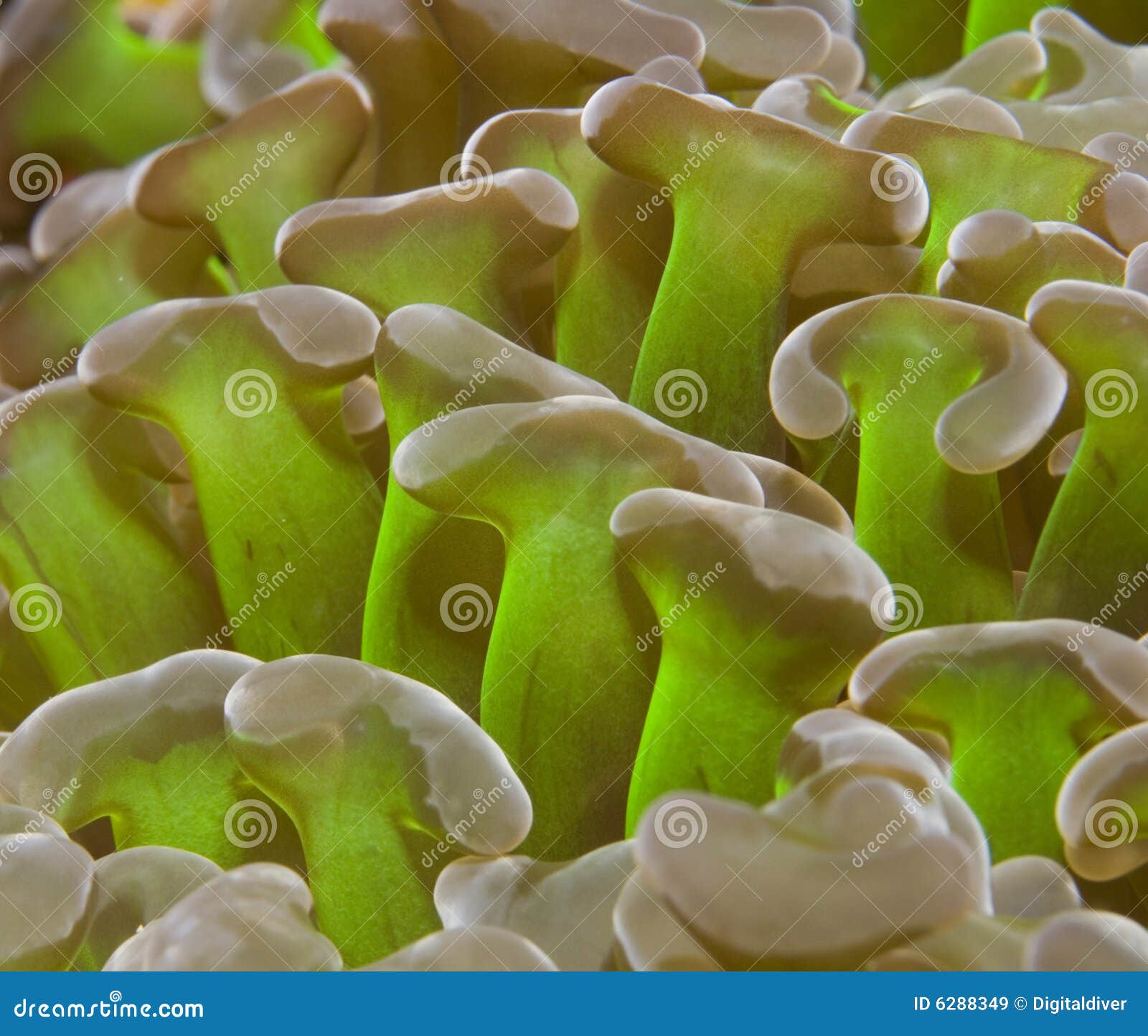 Corallo molle verde immagine stock. Immagine di morbido - 6288349