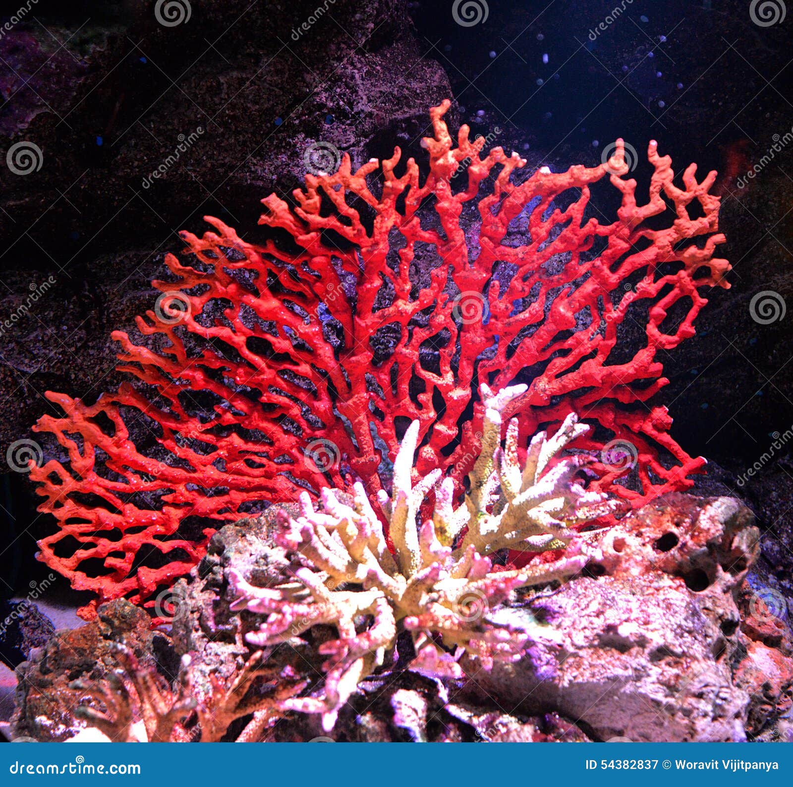 Corallo rosso immagine stock. Immagine di mare, rosso - 54382837