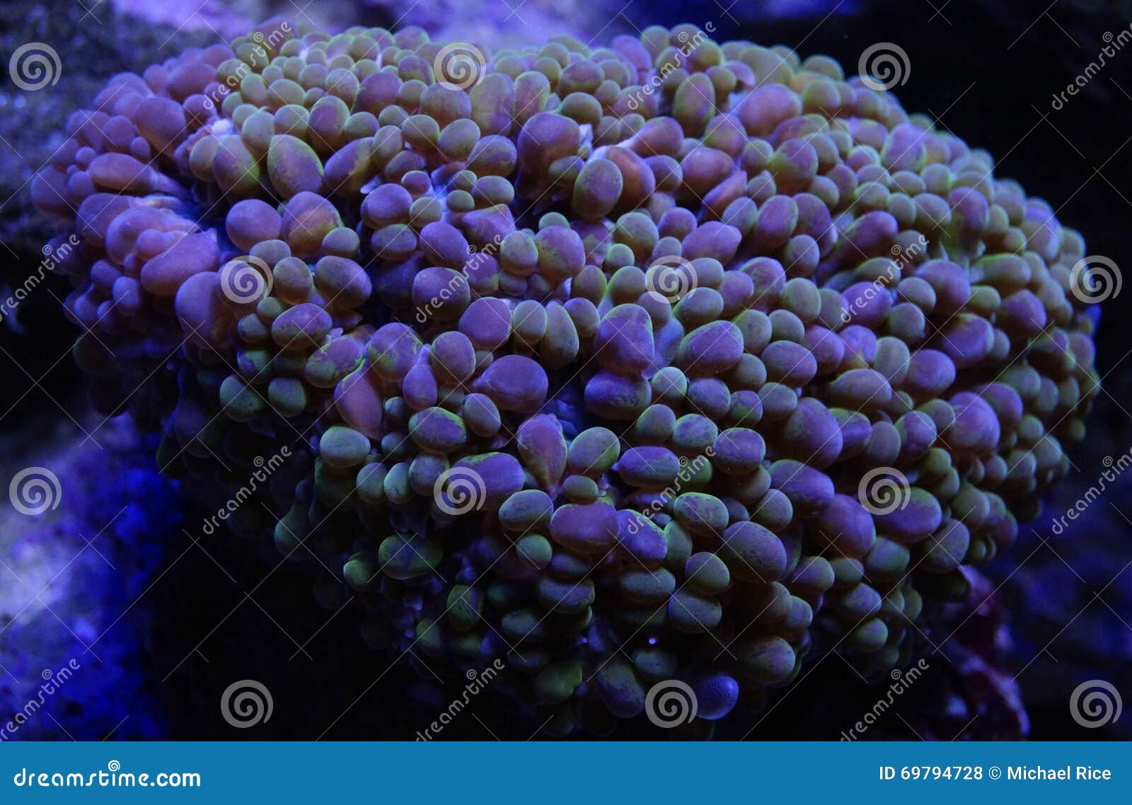 Corallo verde della bolla fotografia stock. Immagine di verde - 69794728