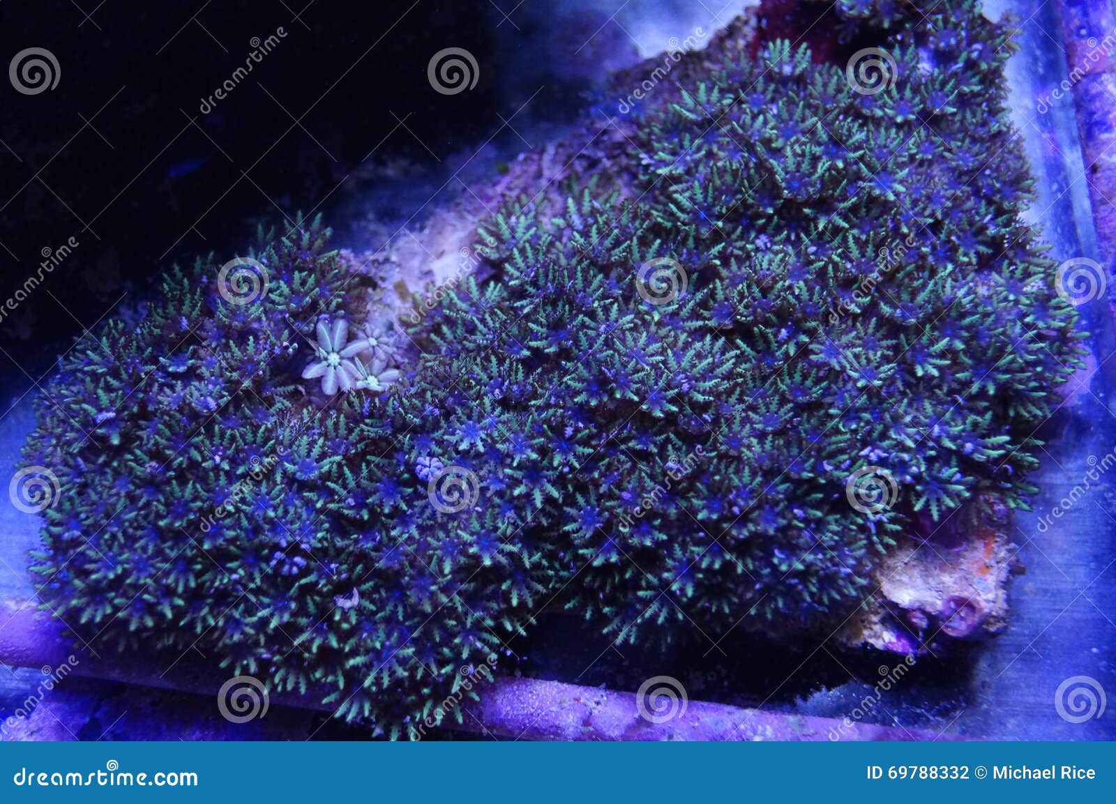 Corallo Verde E Blu Dello Sympodium Fotografia Stock - Immagine di ...