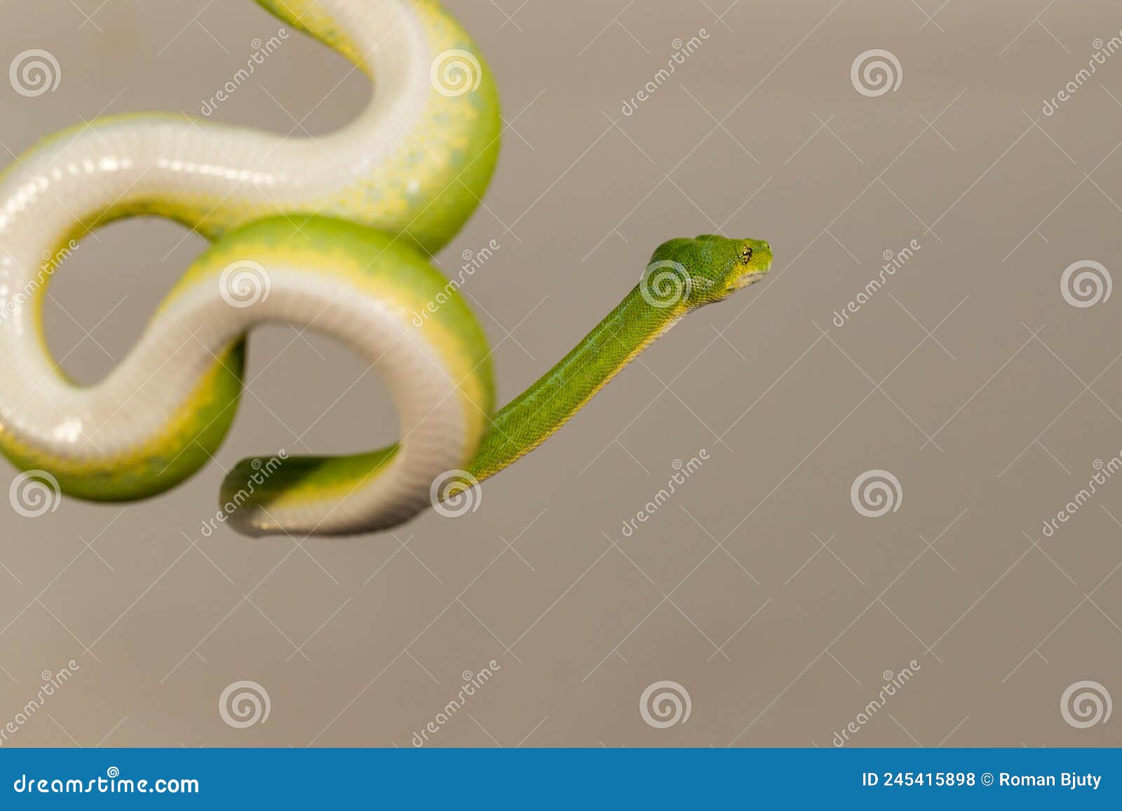 Corallus Caninus - Green Snake Coiled into a Ball Stock Photo - Image ...