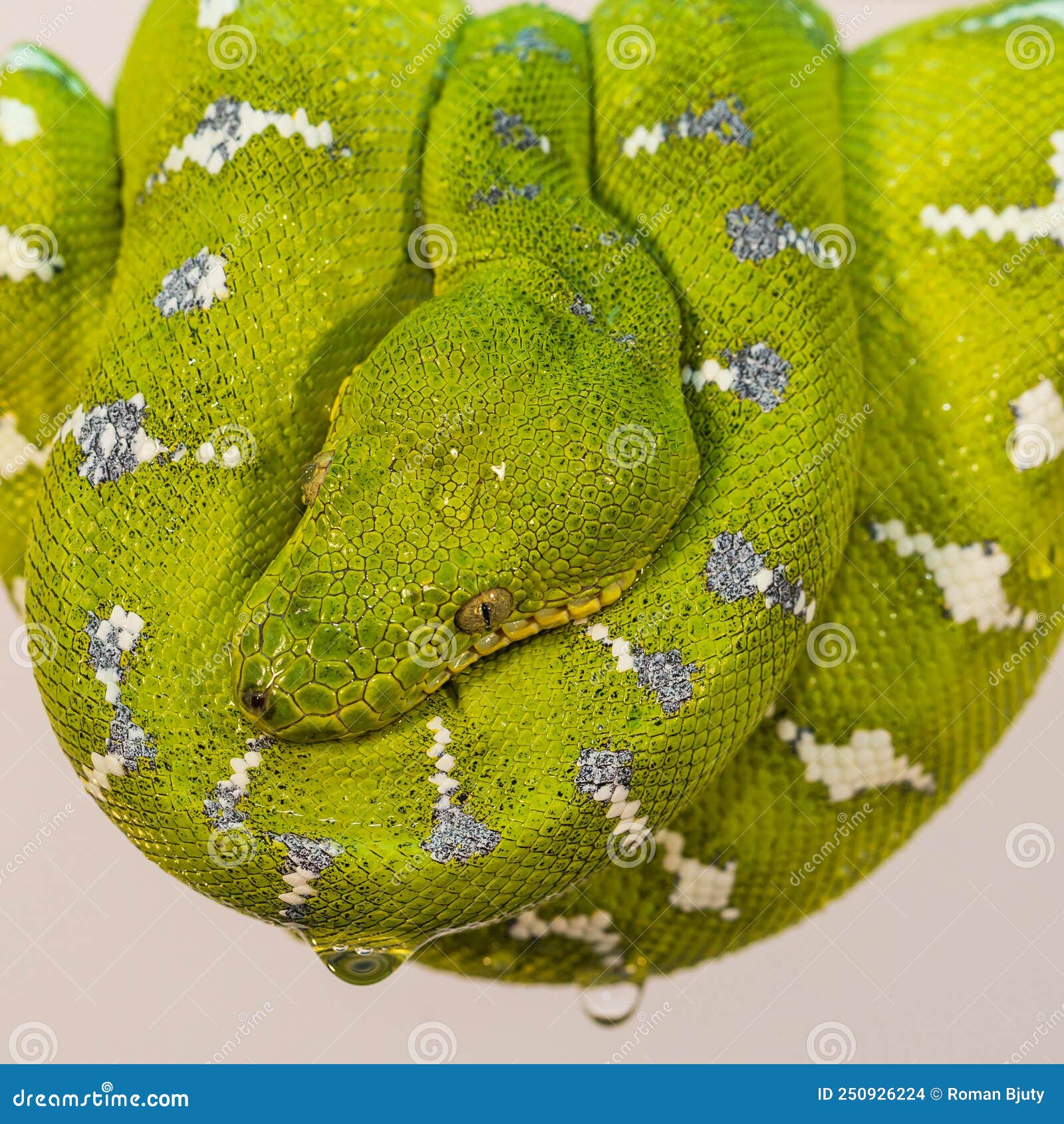 Corallus Caninus - Green Snake Coiled into a Ball Stock Photo - Image ...
