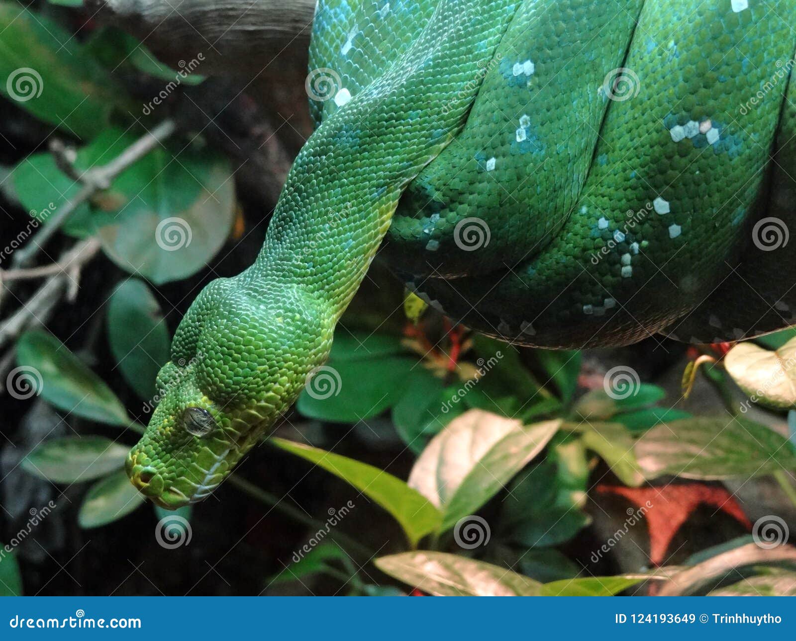 Corallus Caninus Snake stock image. Image of rainforests - 124193649 Corallus Caninus Snake stock image. Image of rainforests - 124193649