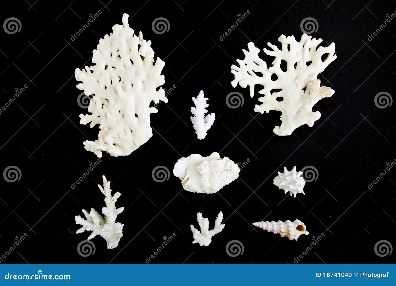 561 Shellfish Corals Stock Photos - Free & Royalty-Free Stock Photos ...