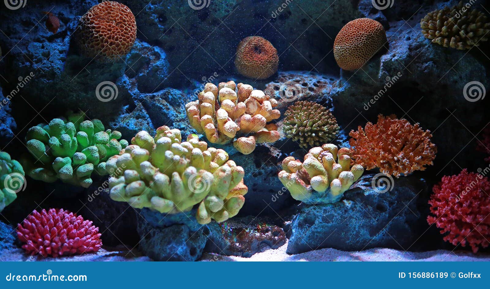 A Corals in aquarium tank stock image. Image of coral - 156886189