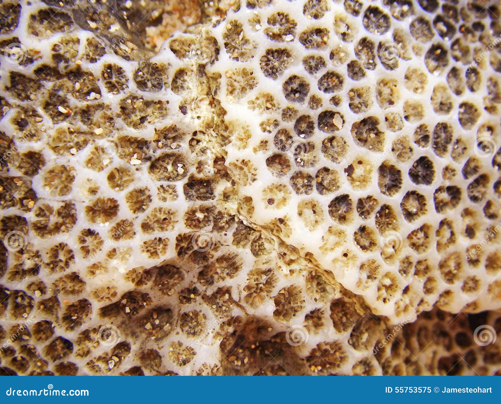 The Corals in Coastal Limestone Stock Image - Image of marine ...