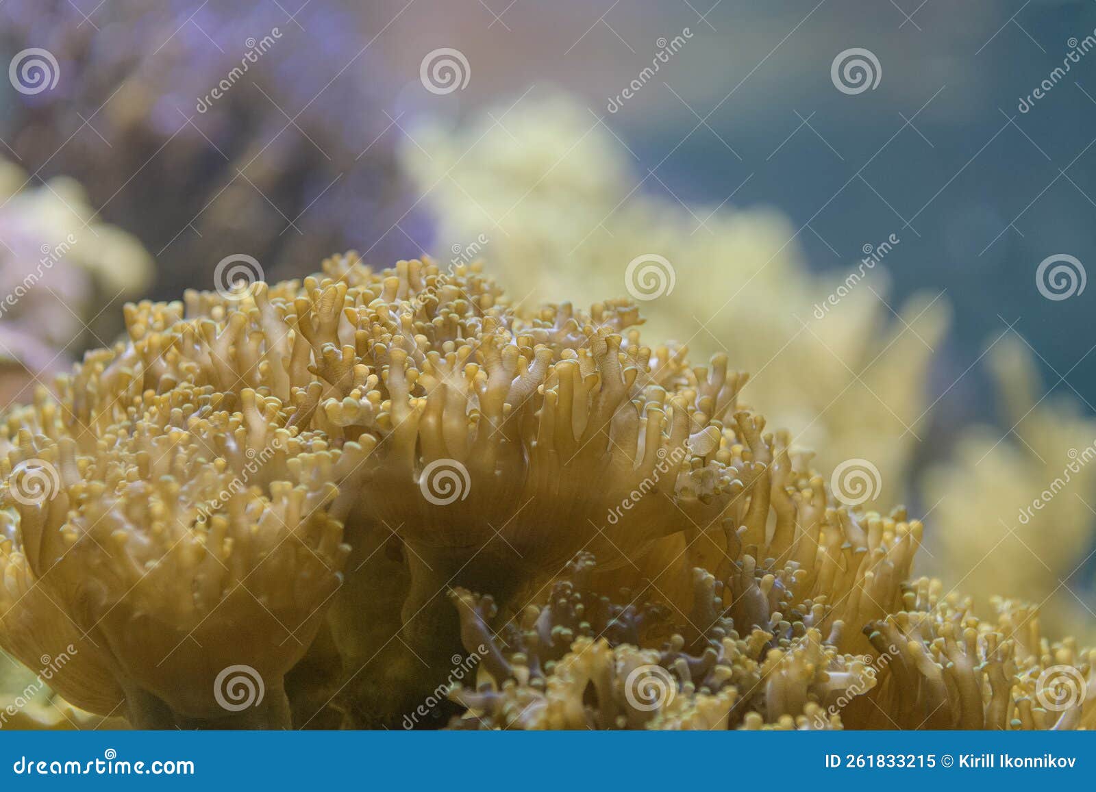 Corals. Differ in Form and Structure Stock Image - Image of water ...