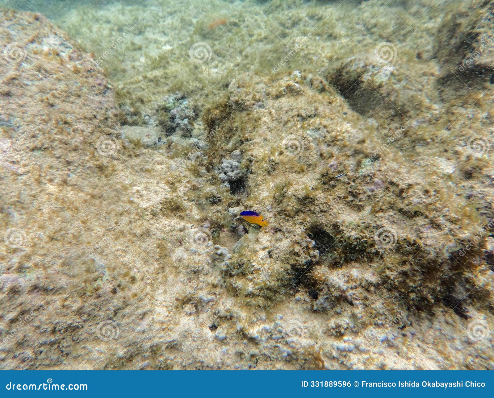 Corals with a little fish stock photo. Image of reef - 331889596