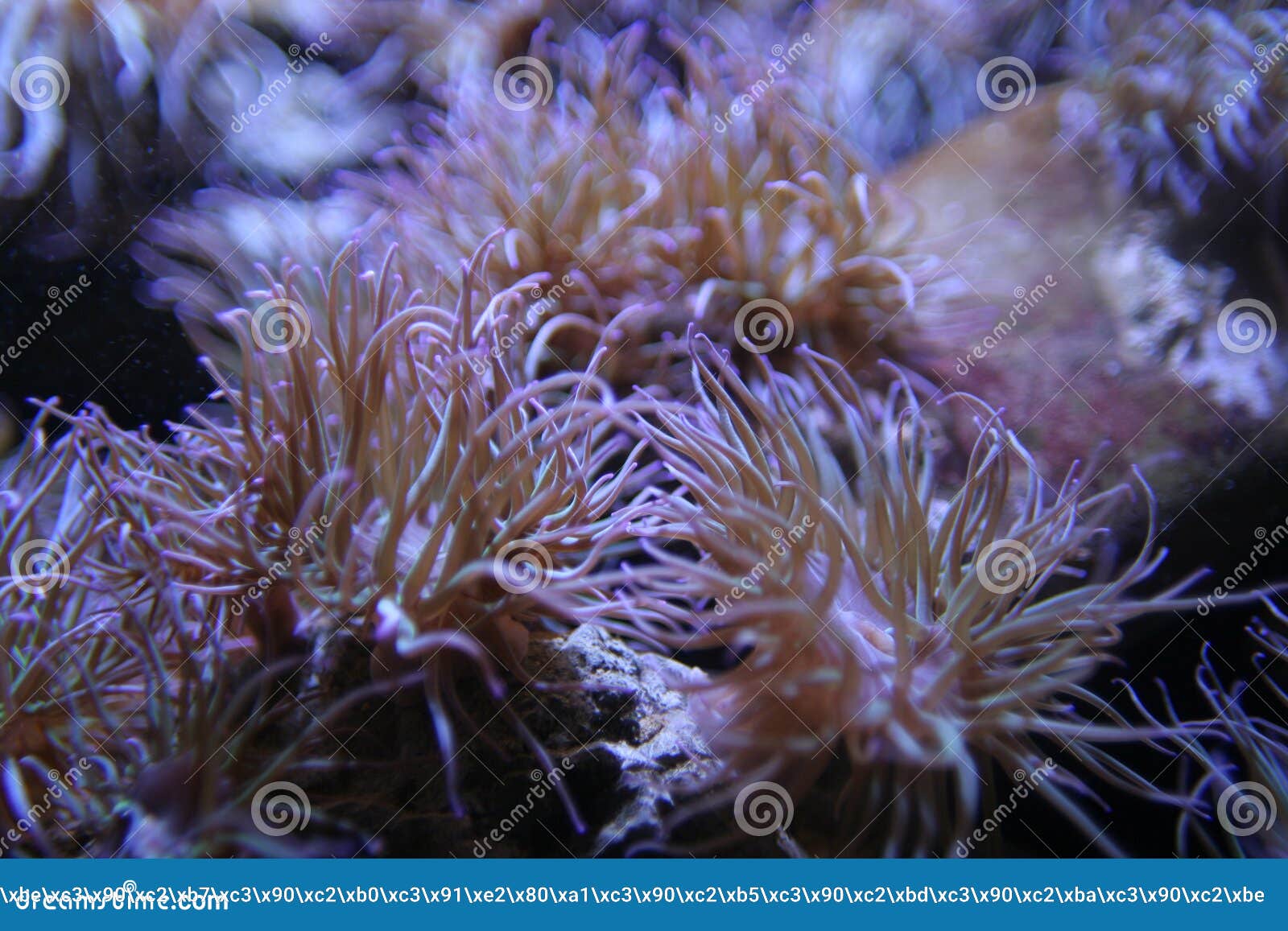 Corals Movement Picture. Image: 1984703