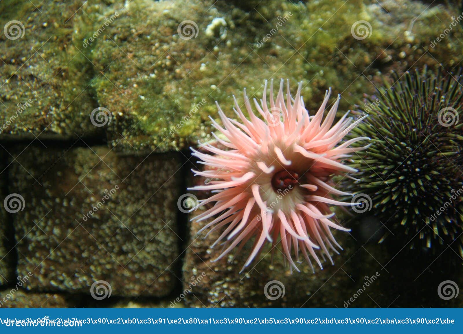 Corals Movement Picture. Image: 1984705