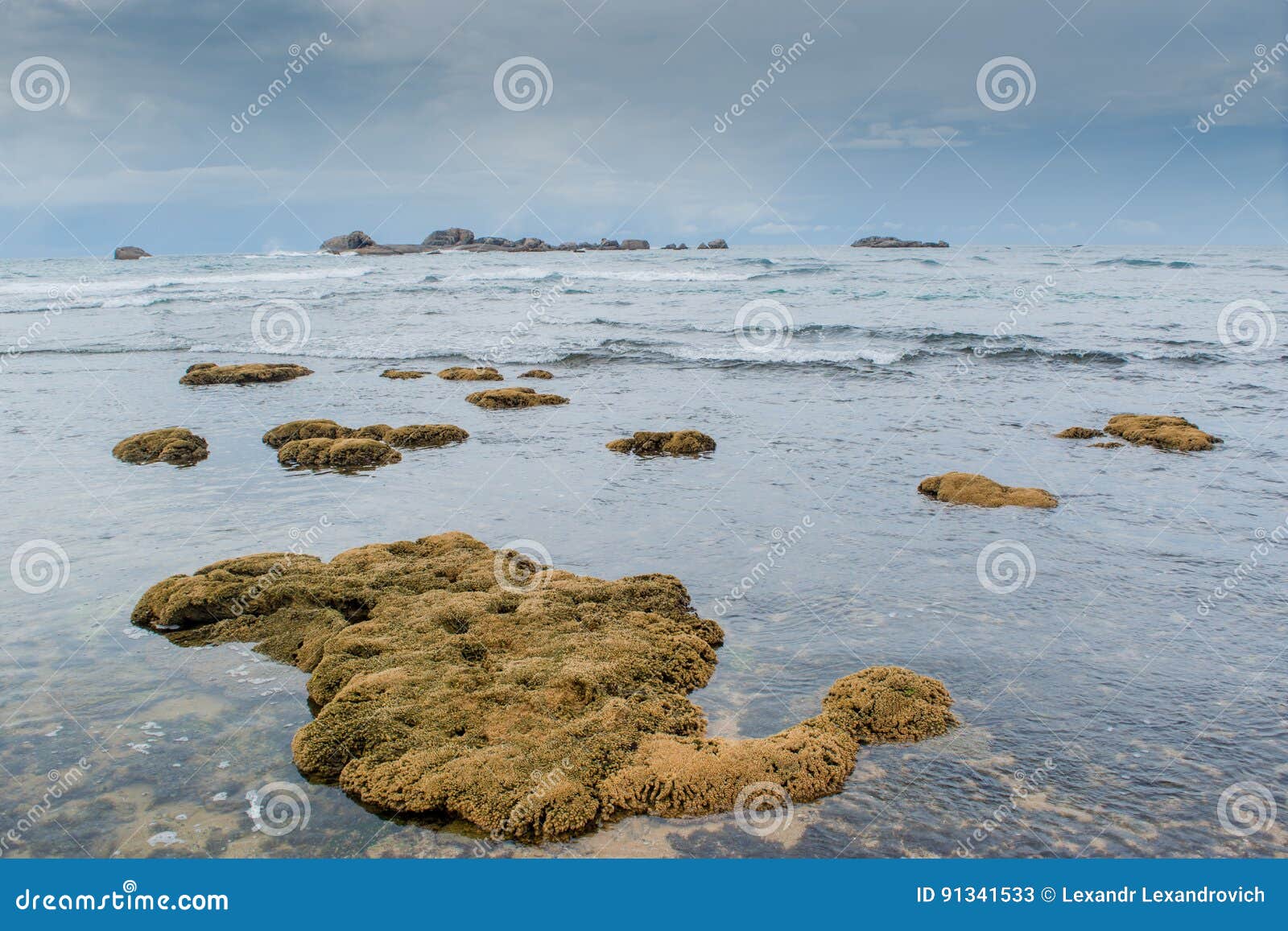 Corals on the Ocean Surface during Low Tide Stock Image - Image of ...