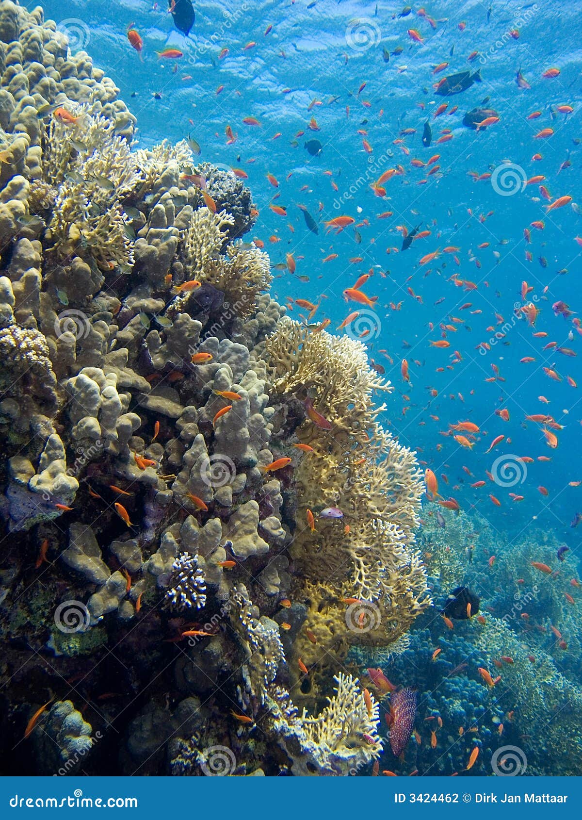 Corals of the Red Sea stock photo. Image of tourism, exotic - 3424462