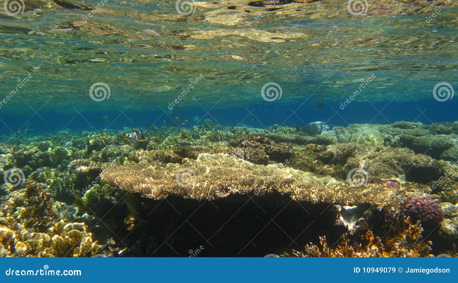 Corals on a reef top stock image. Image of table, corals - 10949079