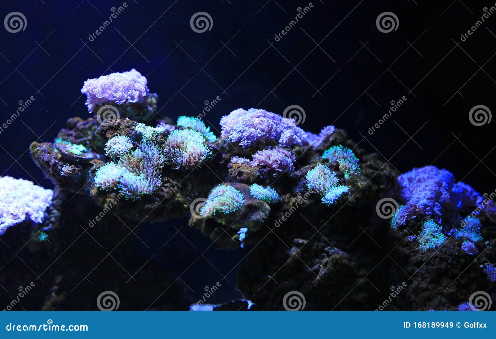 Corals Reefs in Aquarium Tank Stock Image - Image of coral, lordhowenis ...