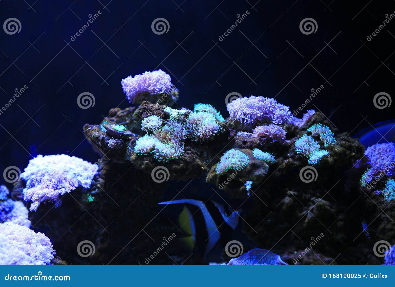 Corals Reefs in Aquarium Tank Stock Image - Image of leather, aquarium ...