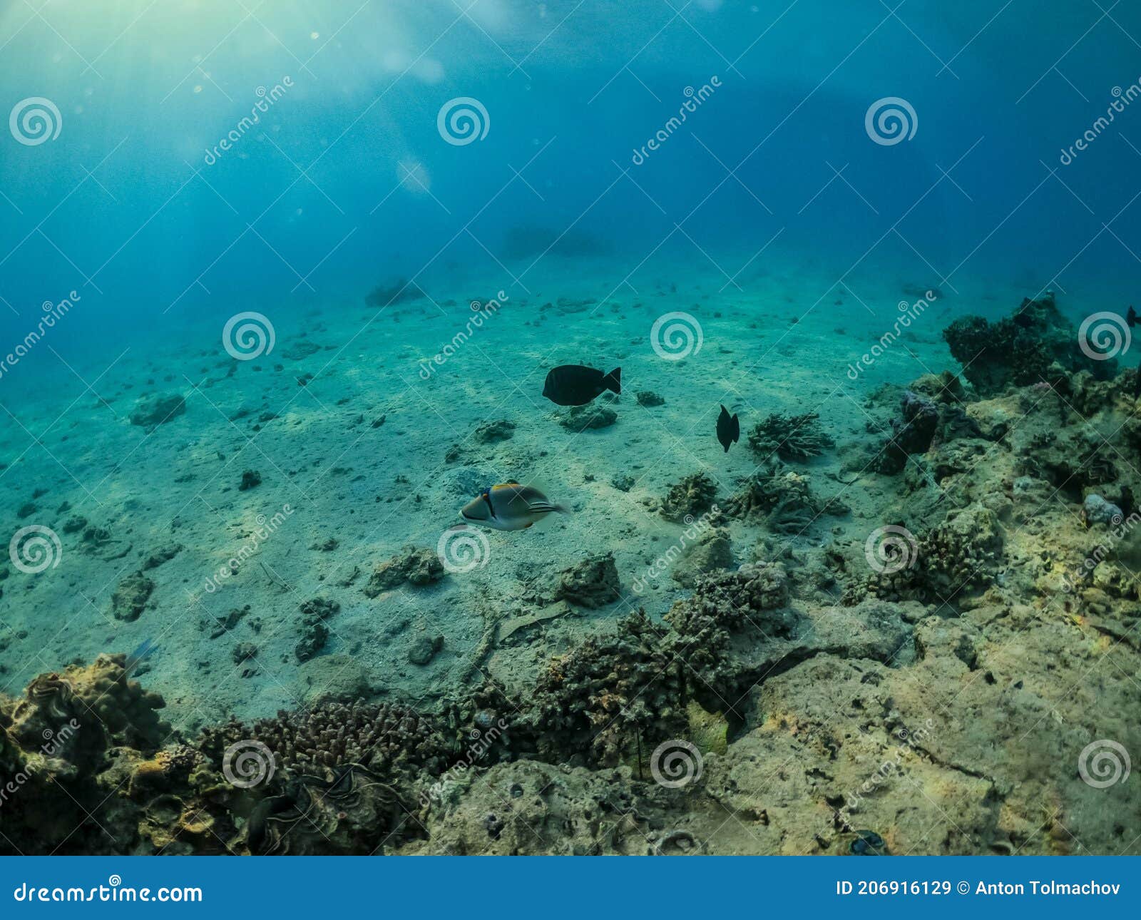 Corals on the Sandy Red Sea Bottom Stock Image - Image of floor, diving ...