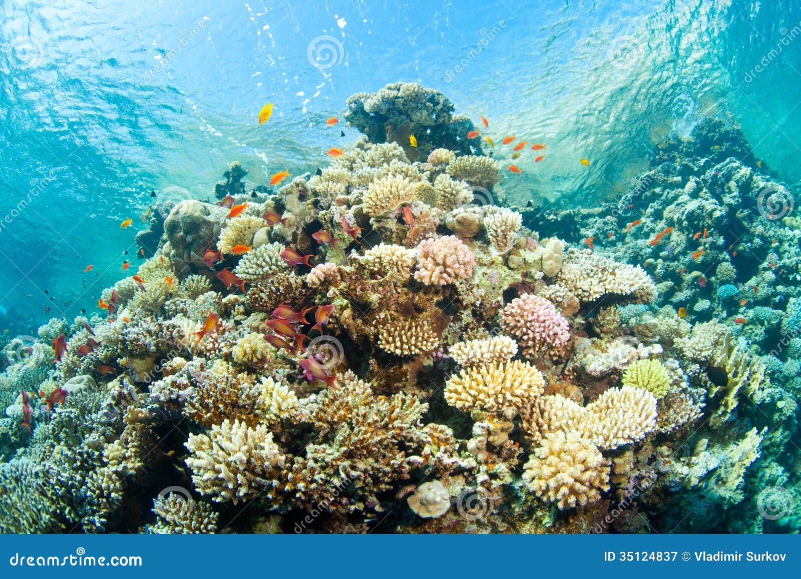 Corals in the sea stock image. Image of life, holiday - 35124837