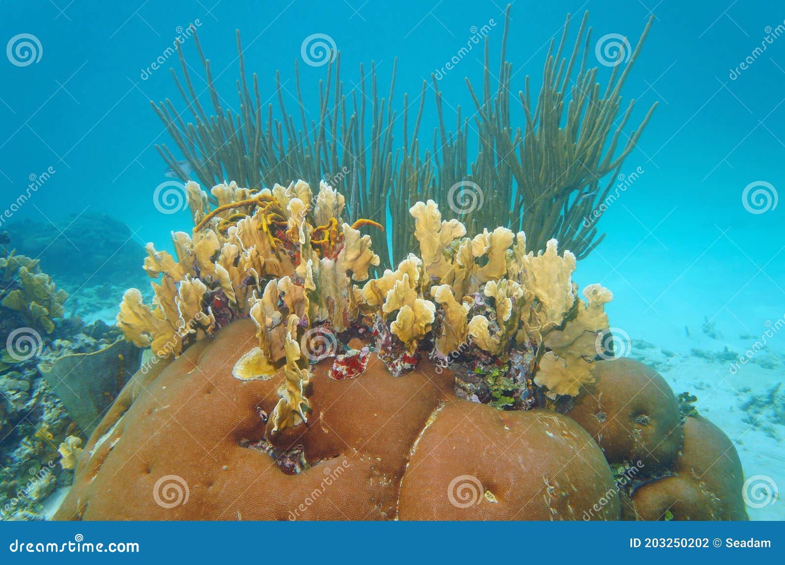 Corals Shape Variety Underwater in Caribbean Sea Stock Photo - Image of ...