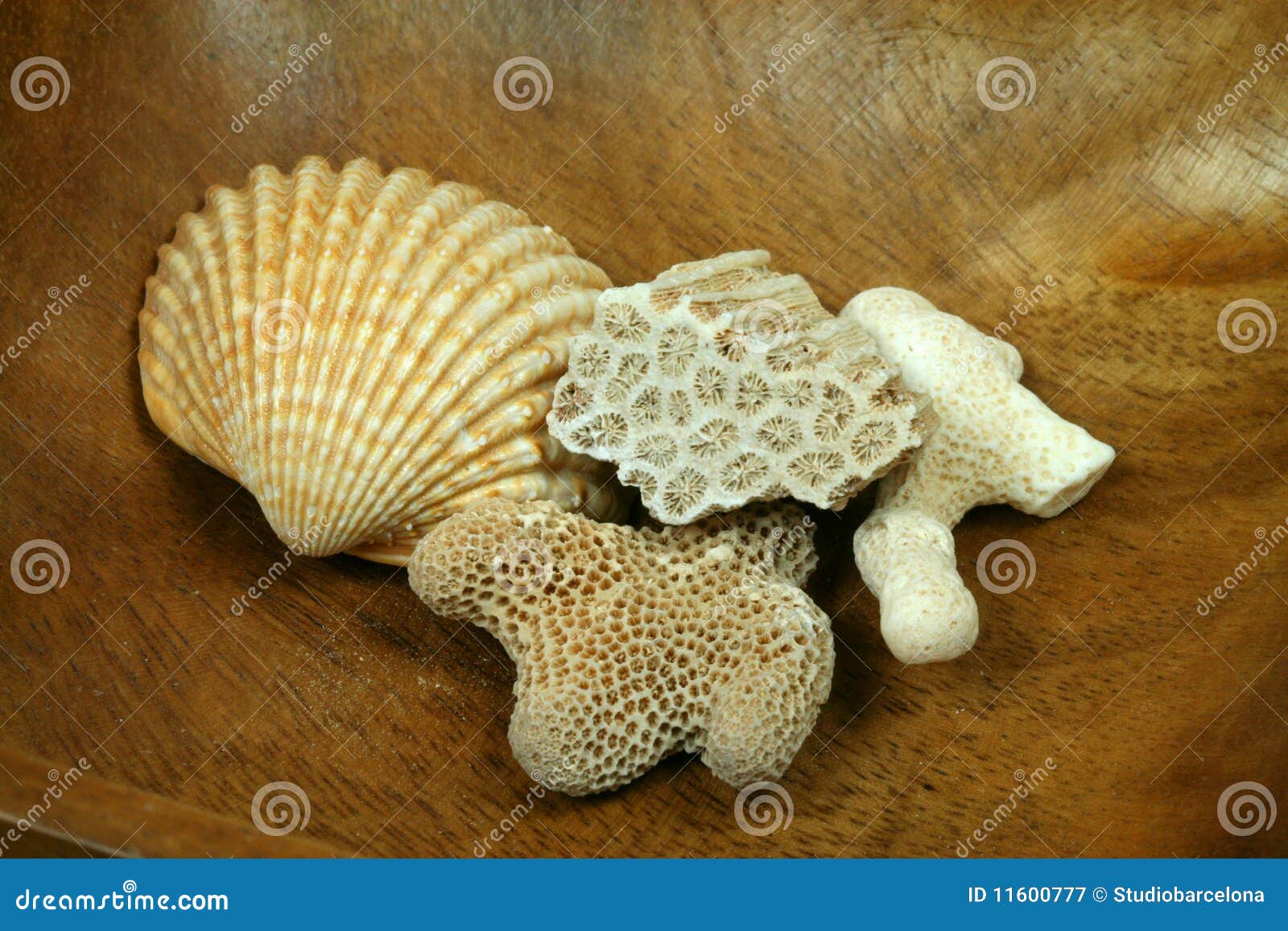 Corals and shell stock image. Image of hardcoral, fusilier - 11600777