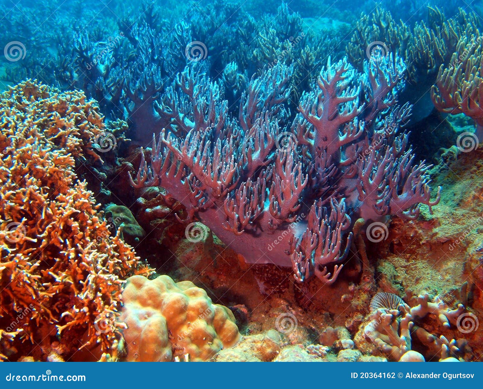 Corals of the South-Chinese Sea Stock Photo - Image of ocean, water ...