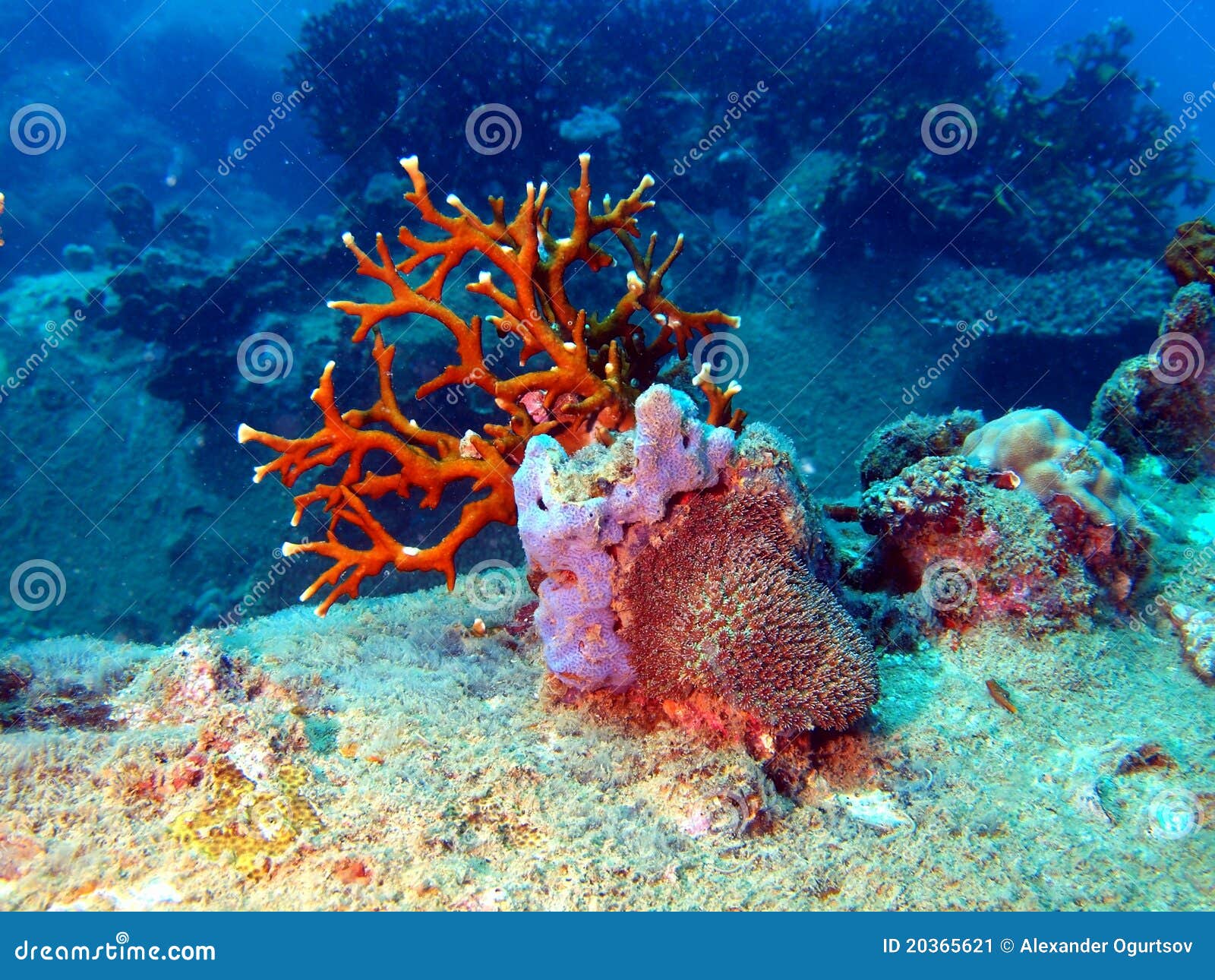 Corals of the South-Chinese Sea Stock Image - Image of underwater ...