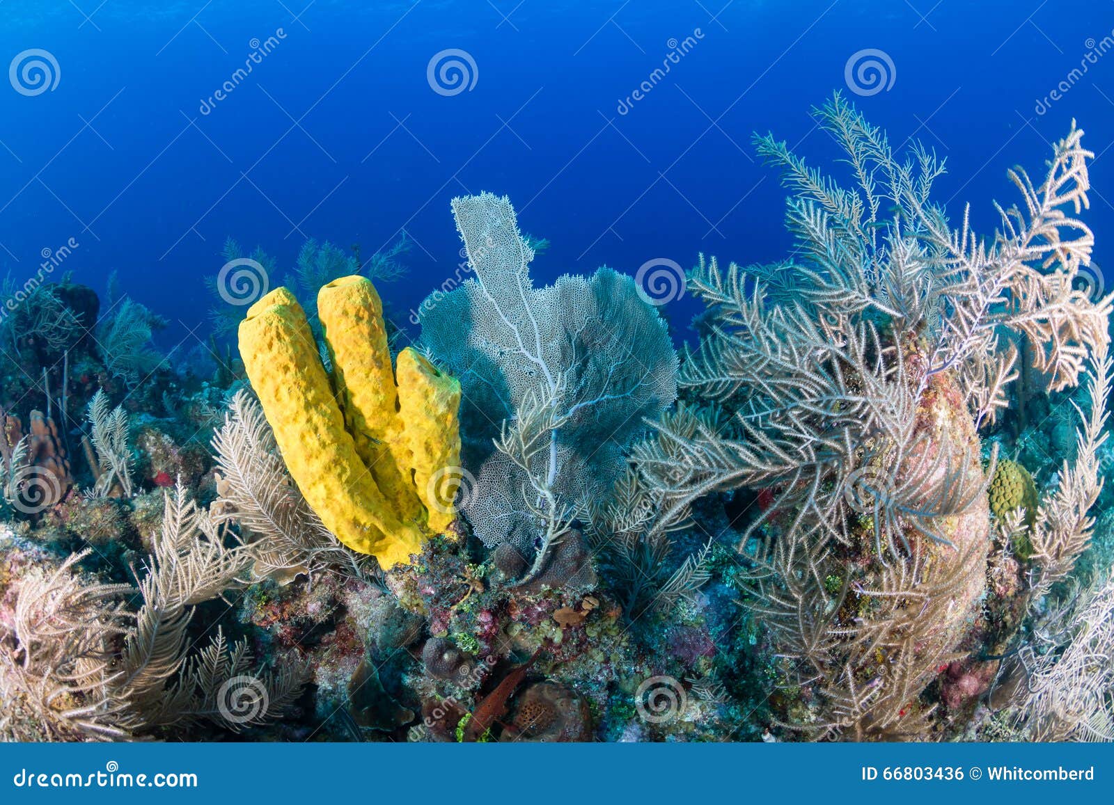 Corals and Sponges on a Tropical Reef Stock Photo - Image of natural ...