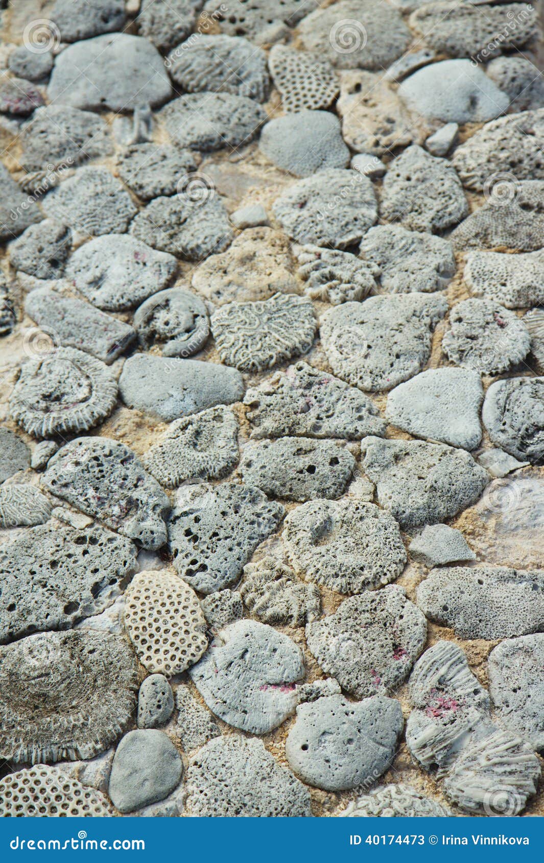 Corals stone pattern stock image. Image of natural, macro - 40174473