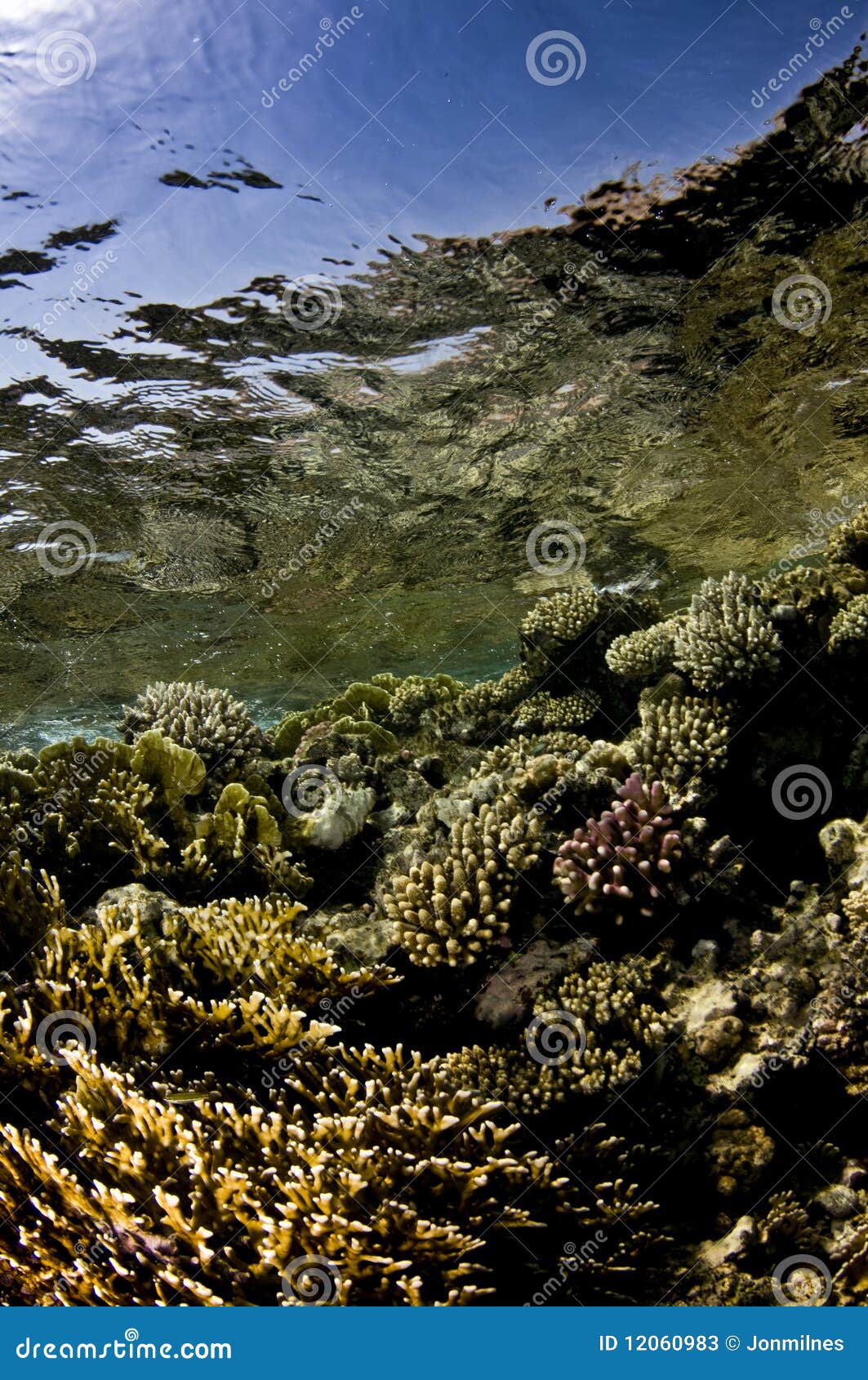 Corals with Surface Reflection Stock Image - Image of soft, coral: 12060983