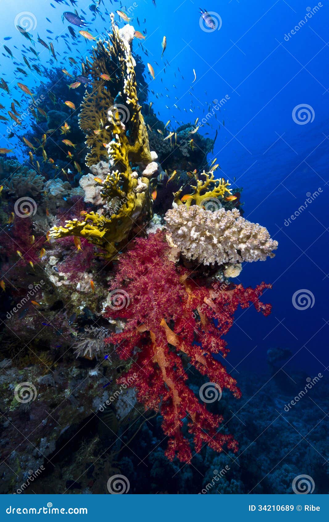 Corals Underwater stock image. Image of marine, tropical - 34210689