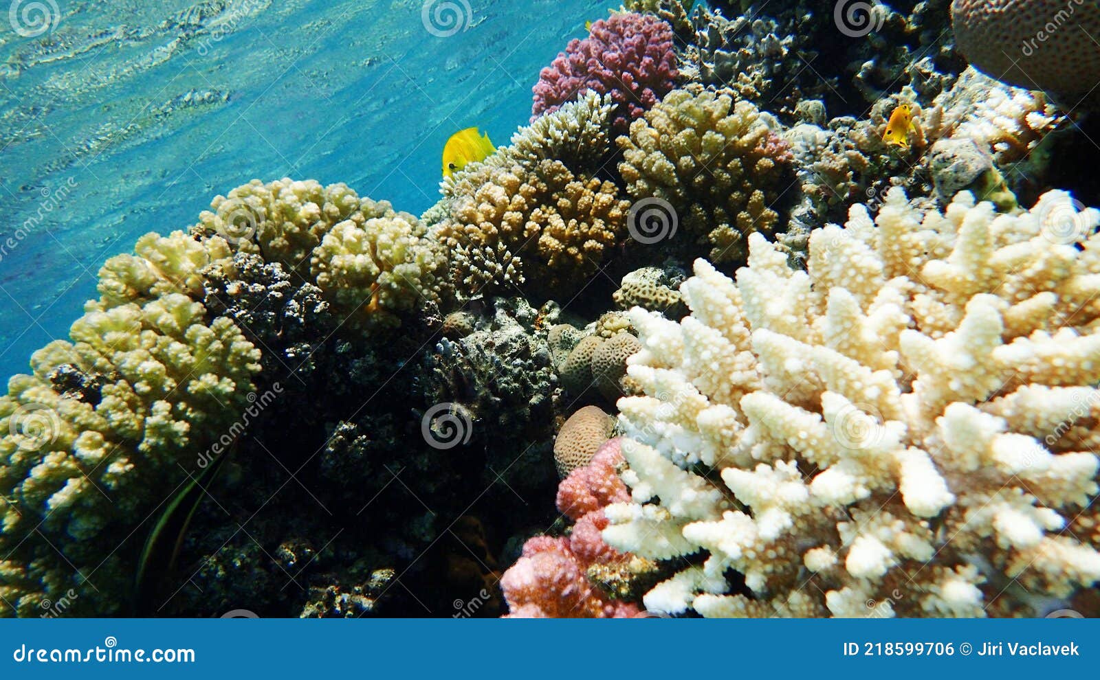 Coraux Acropora De La Mer Rouge Photo stock - Image du aquatique ...