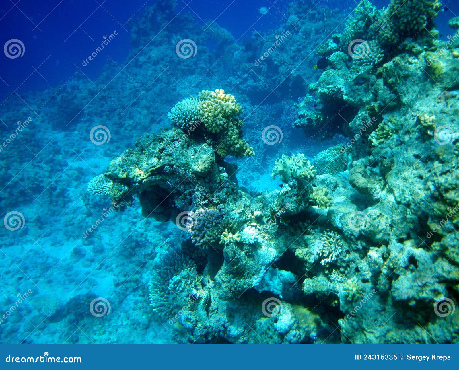 Coraux en Mer Rouge image stock. Image du bleu, rouge - 24316335
