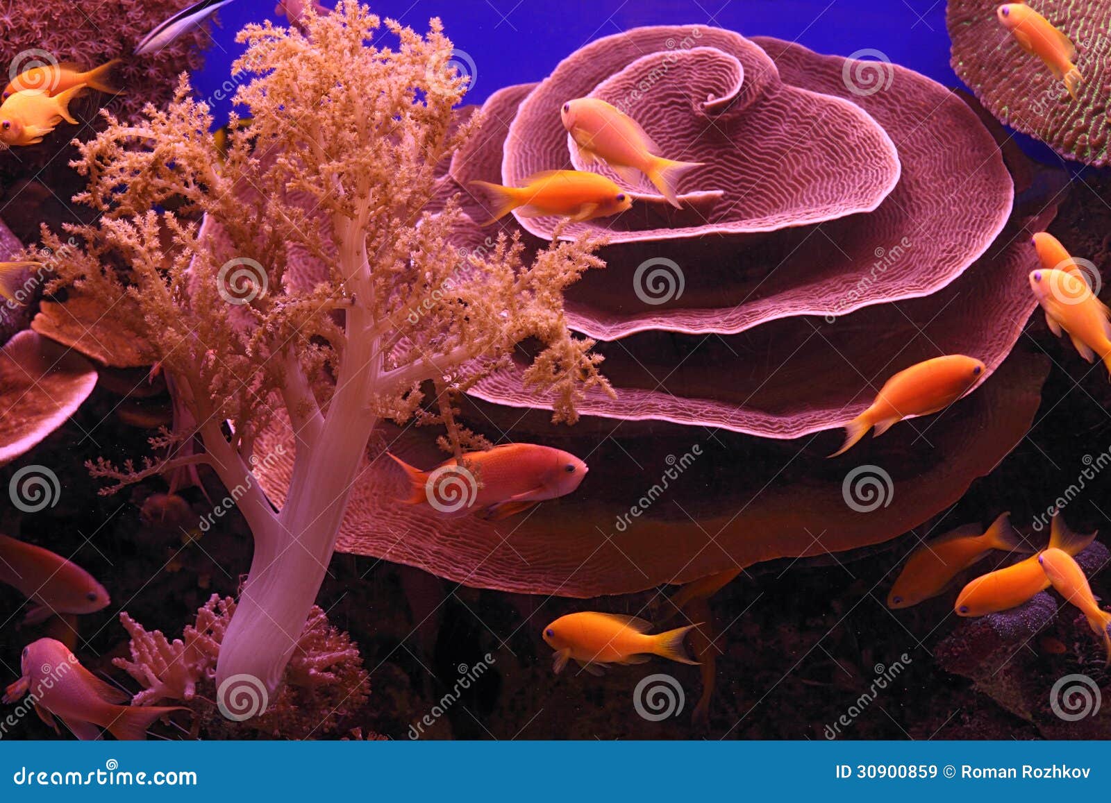 Coraux Sous-marins Et Poisson De Mer Rouge Image stock - Image du ...