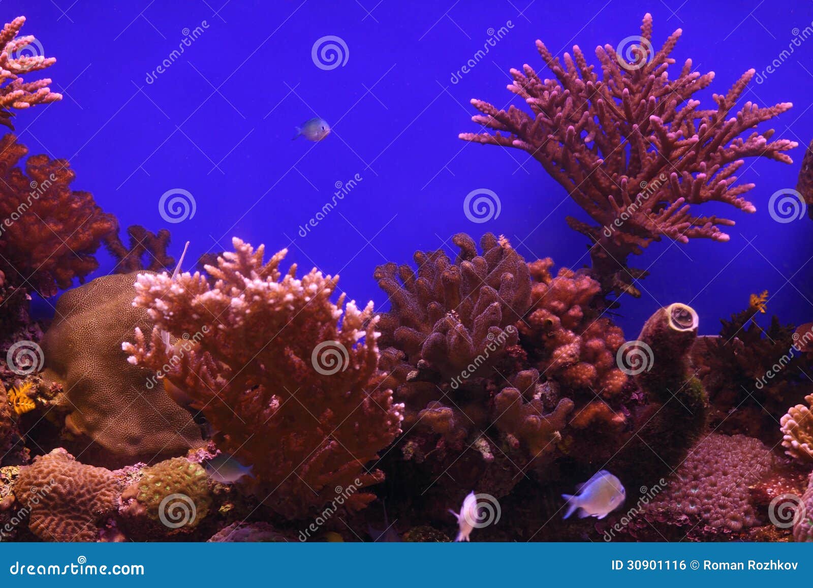 Coraux Sous-marins Et Poisson De Mer Rouge Photo stock - Image du océan ...