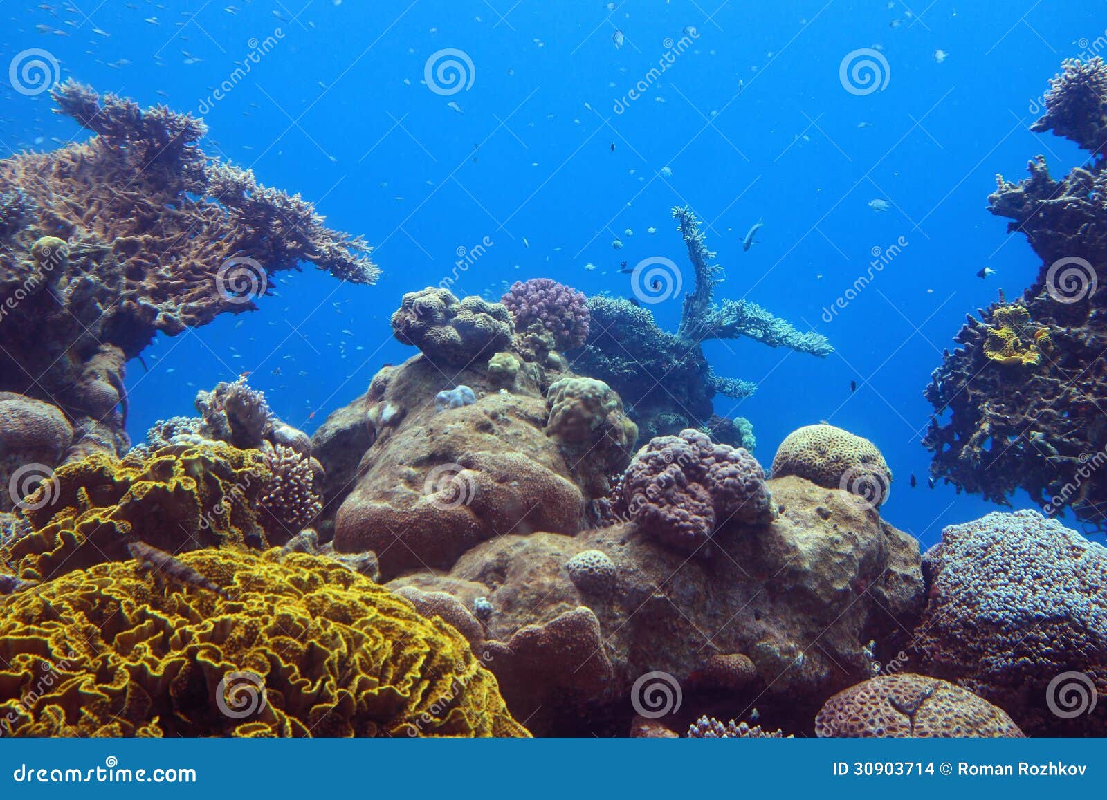 Coraux Sous-marins Et Poisson De Mer Rouge Photo stock - Image du ...