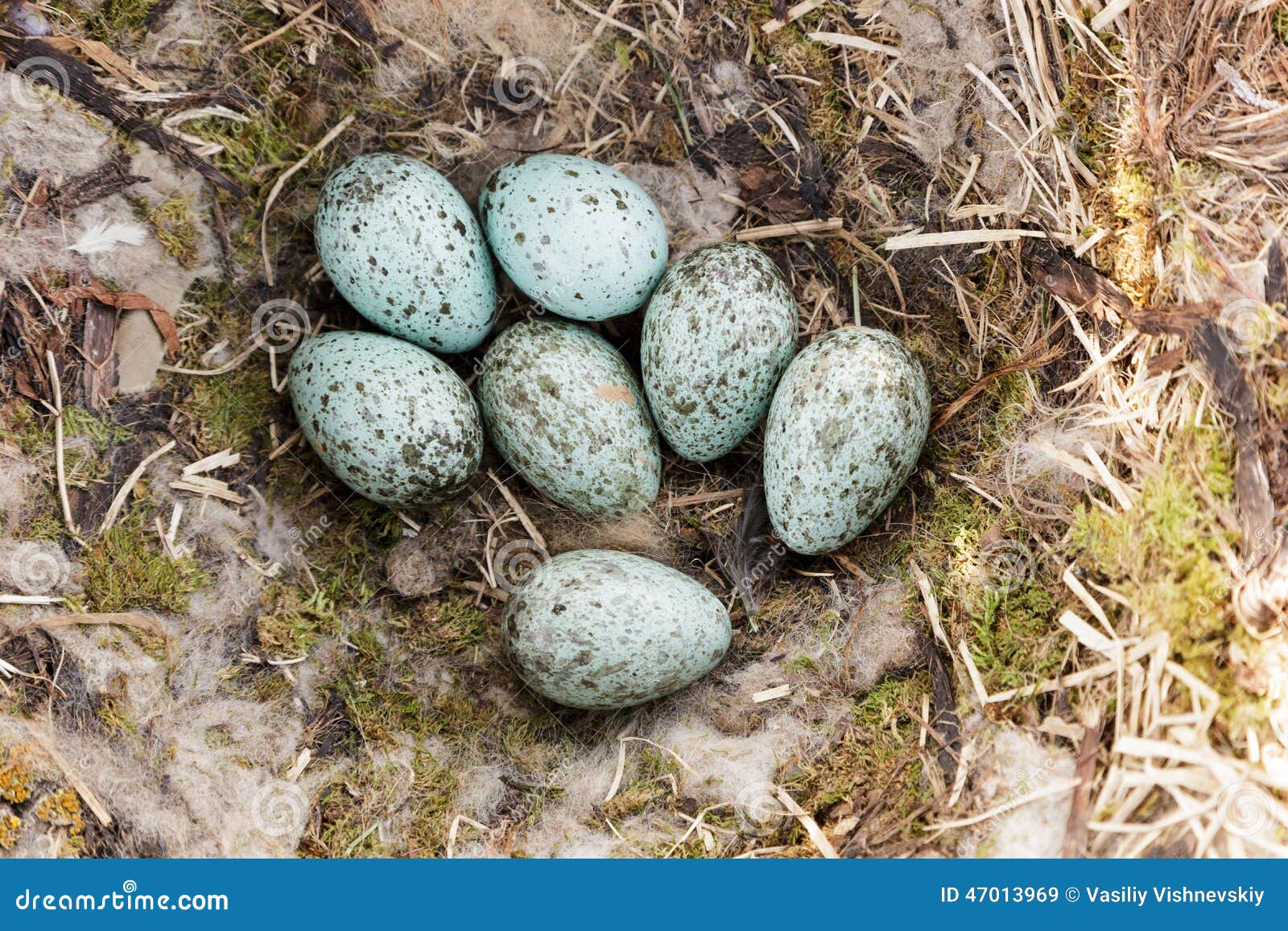 Corax Di Corvo, Raven Comune Immagine Stock - Immagine di aperto, nave ...