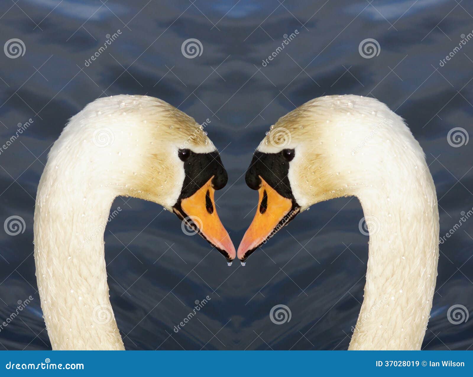 Corazón Del Amor De Los Cisnes Imagen de archivo - Imagen de amor ...