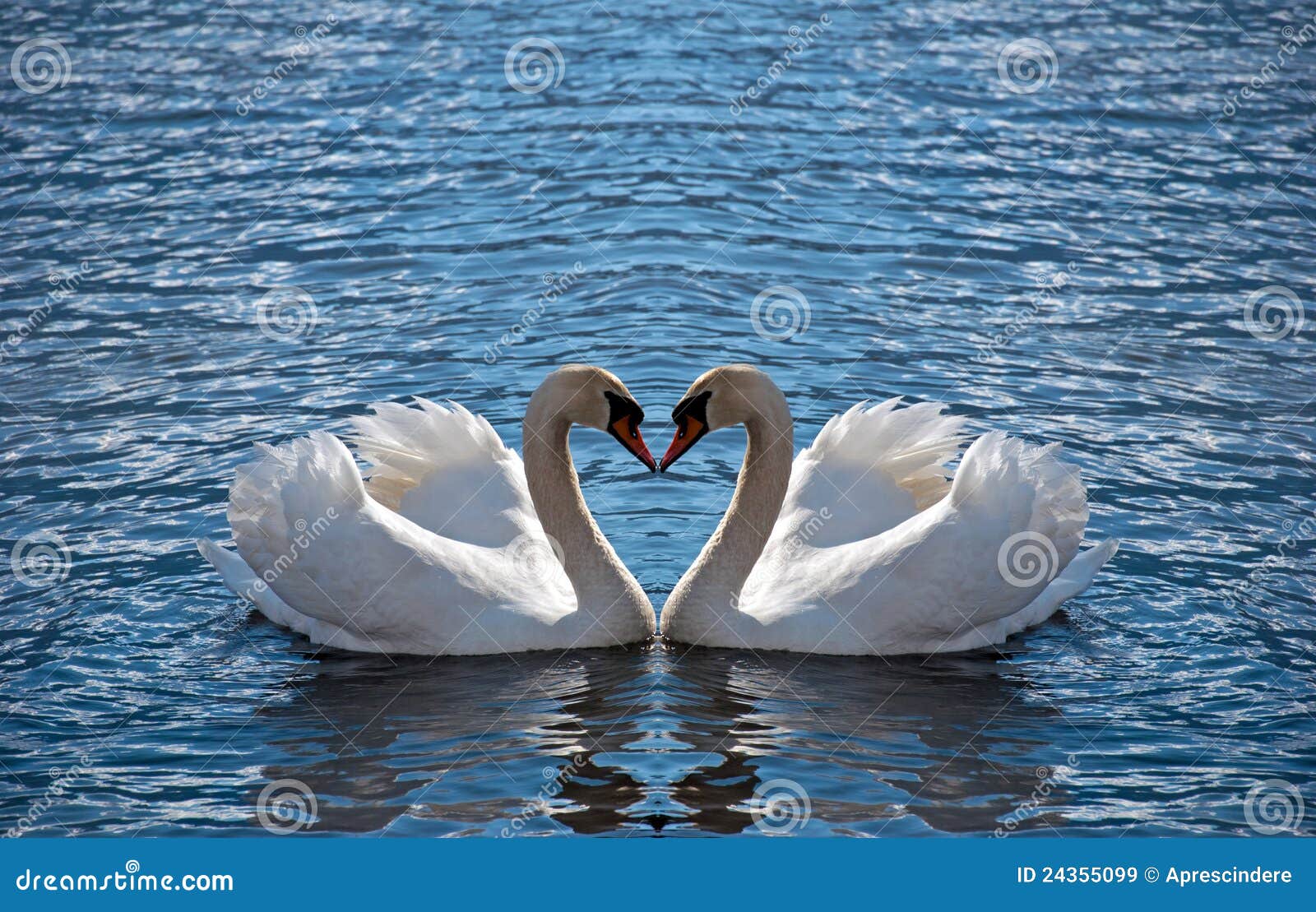 Corazón del cisne imagen de archivo. Imagen de amoroso - 24355099
