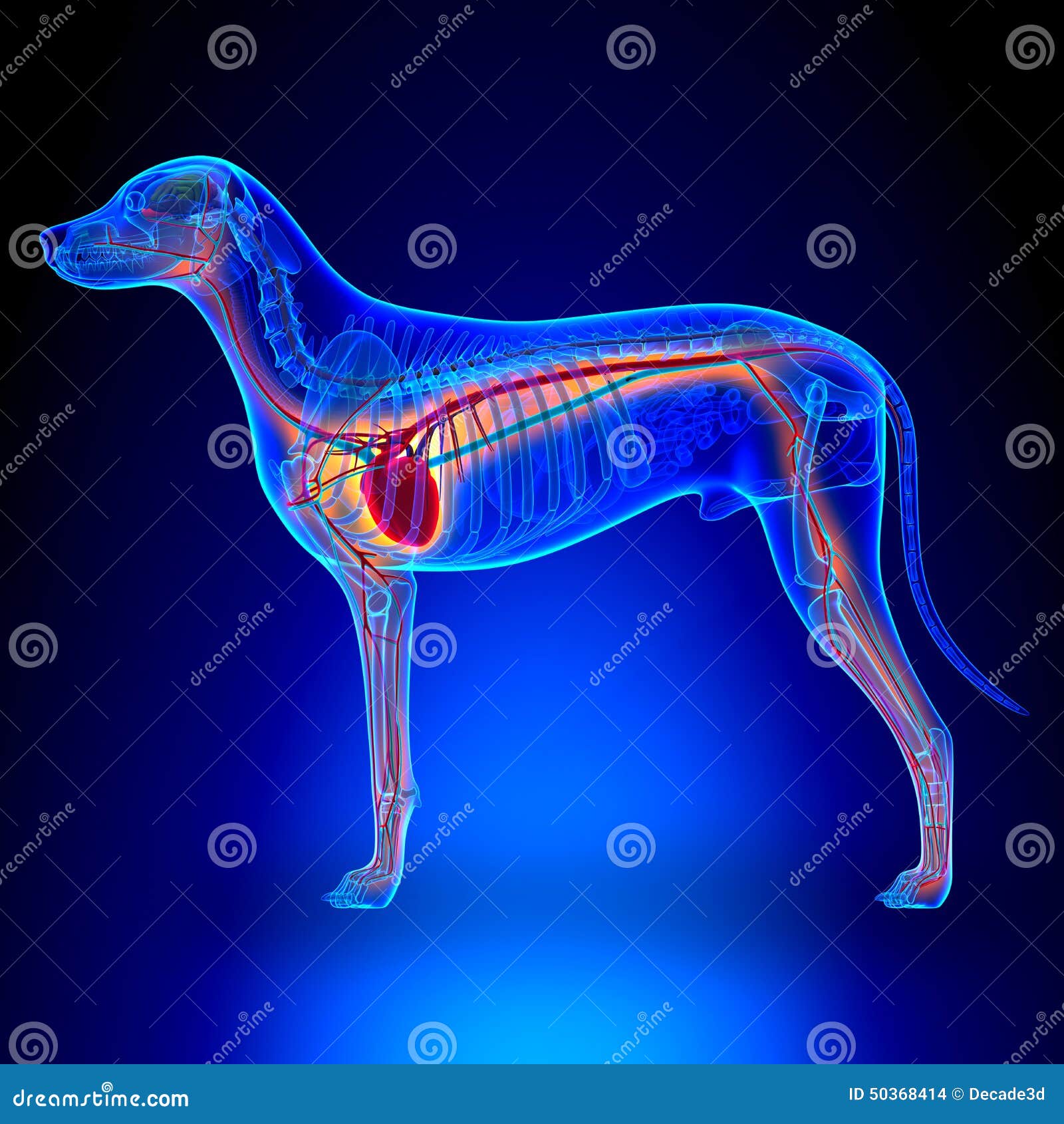 Corazón Del Perro - Anatomía Del Sistema Circulatorio Foto de archivo ...