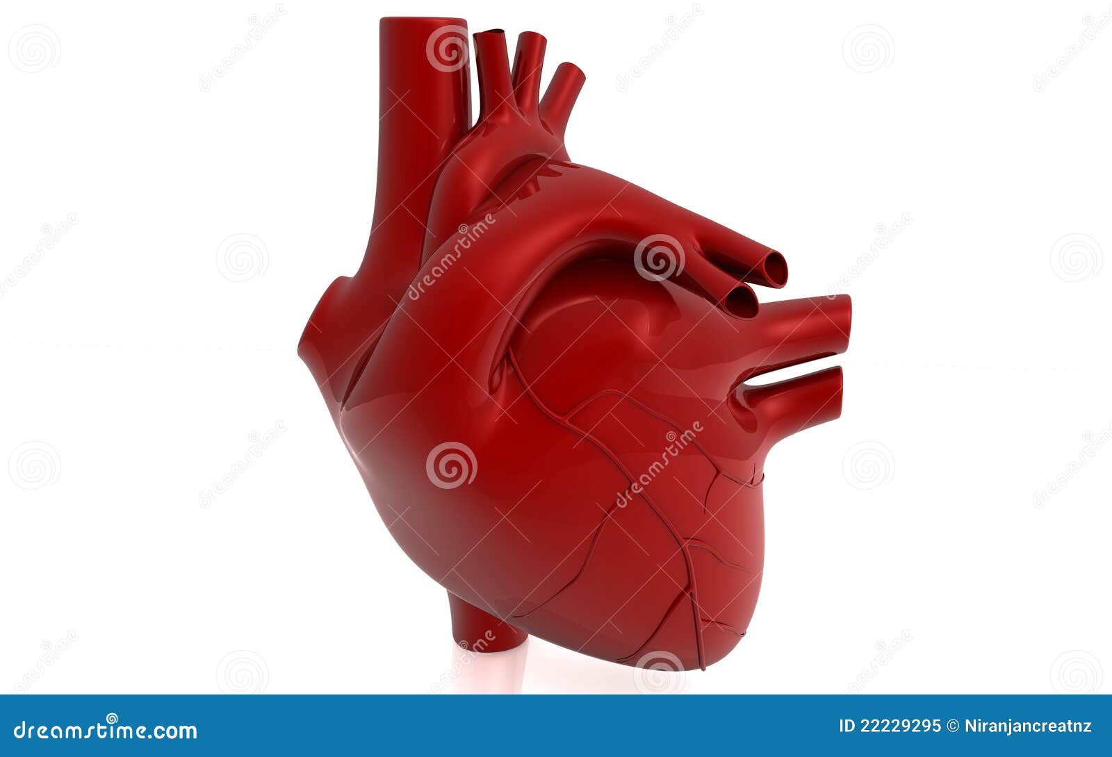 Corazón Del Ser Humano Del Color Stock de ilustración - Ilustración de ...