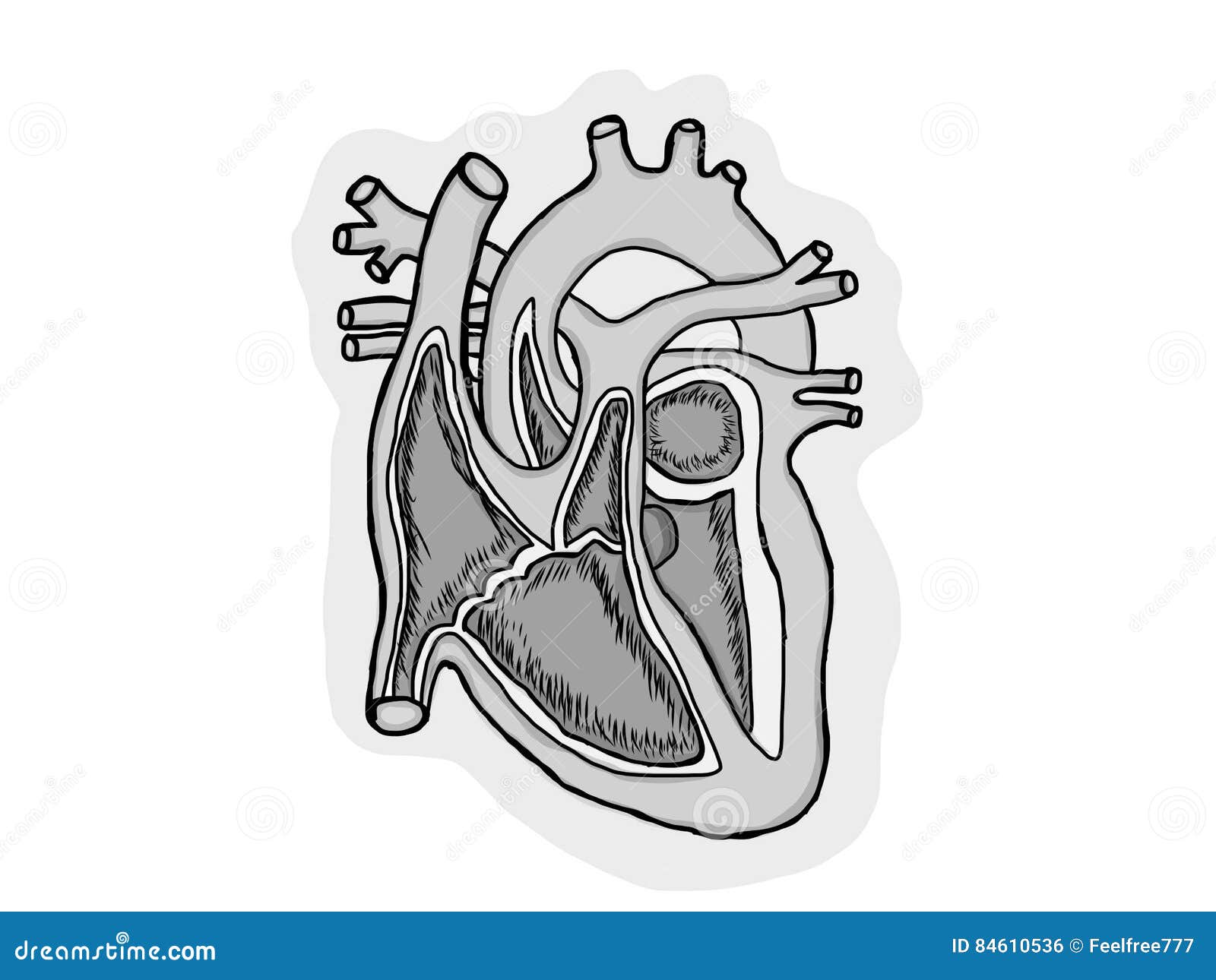 Corazón En Esquema Humano De La Anatomía Del Corte Stock de ilustración ...