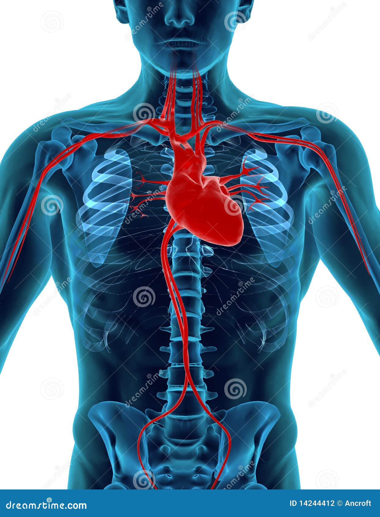 Corazón humano stock de ilustración. Ilustración de sano - 14244412