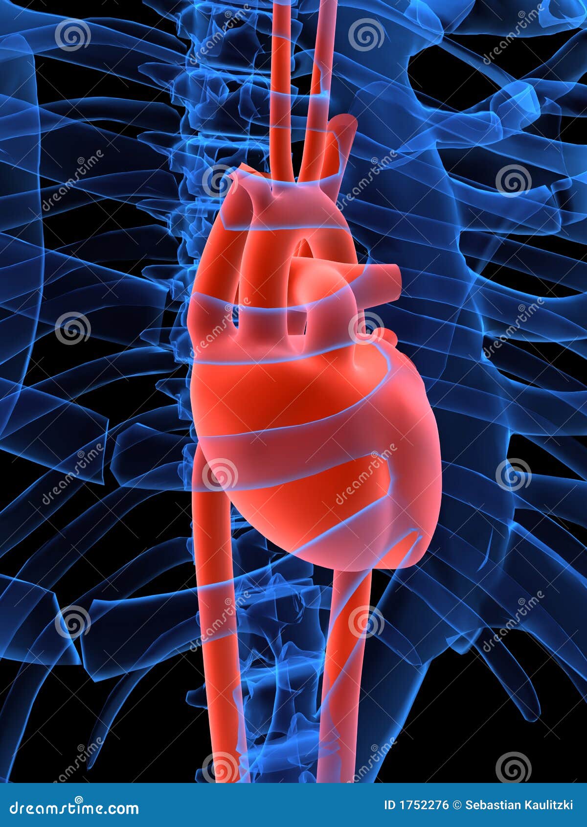 Corazón humano stock de ilustración. Ilustración de huesos - 1752276