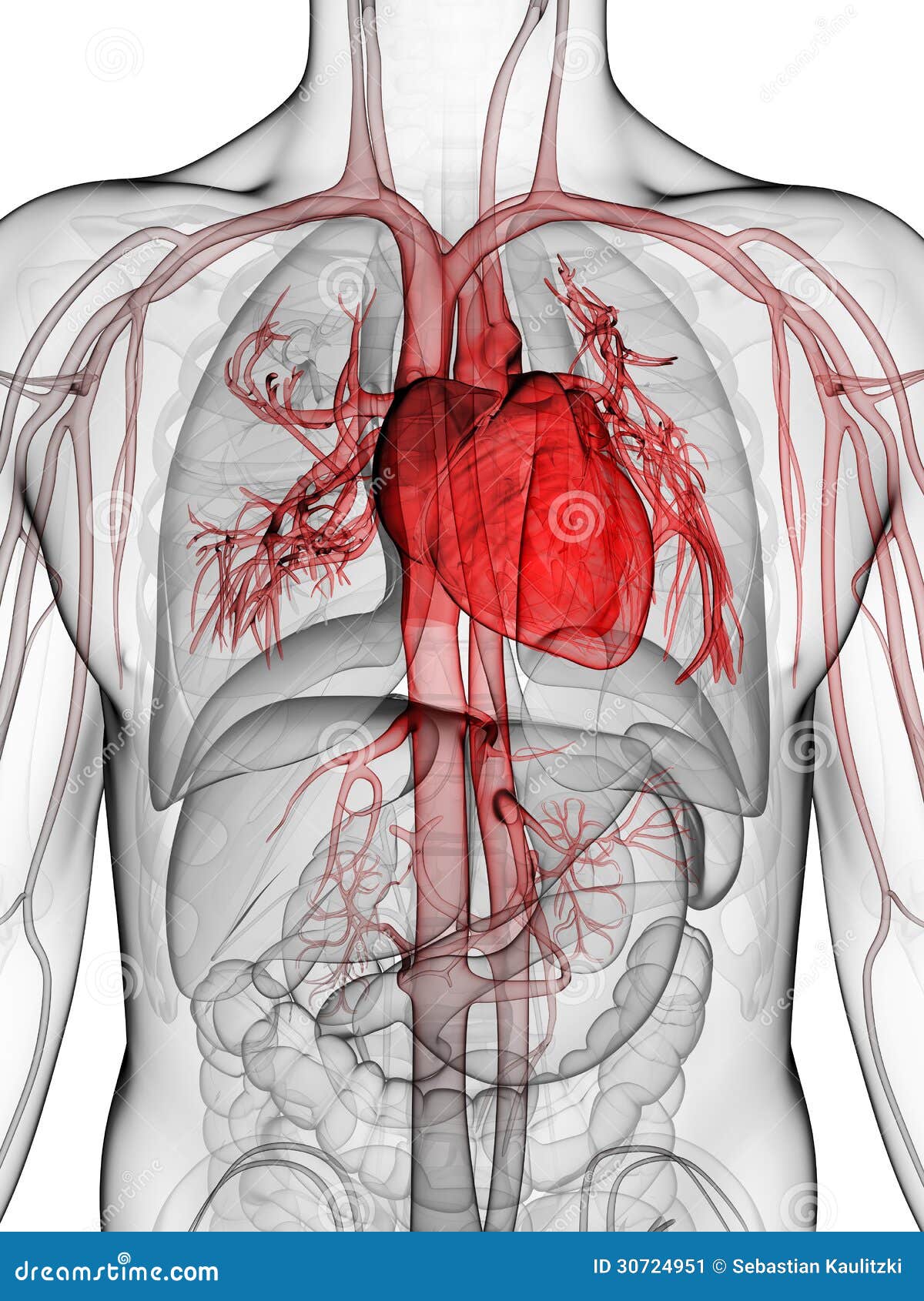 Corazón humano stock de ilustración. Ilustración de sistema - 30724951