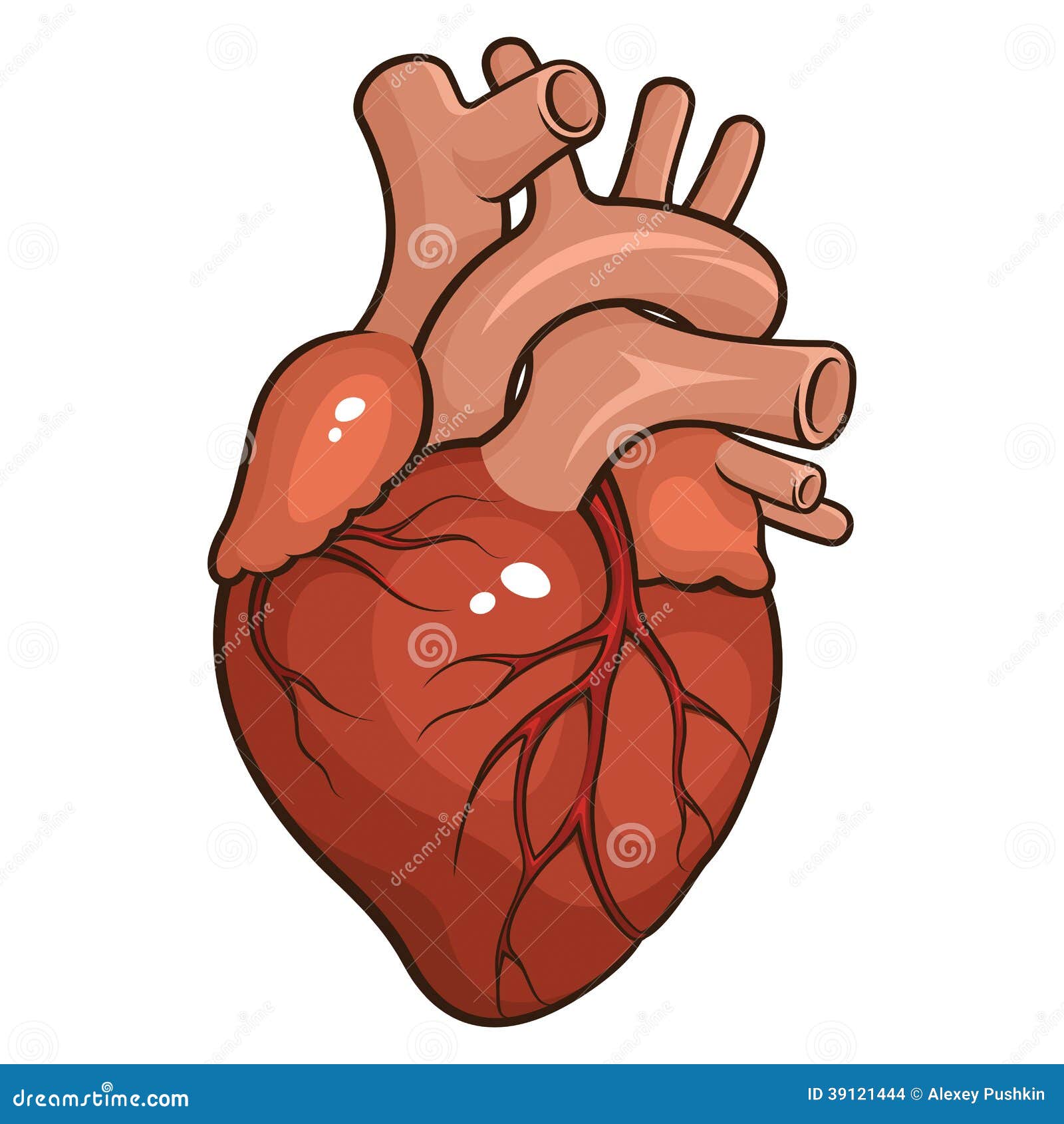 Corazón humano ilustración del vector. Ilustración de arteria - 39121444