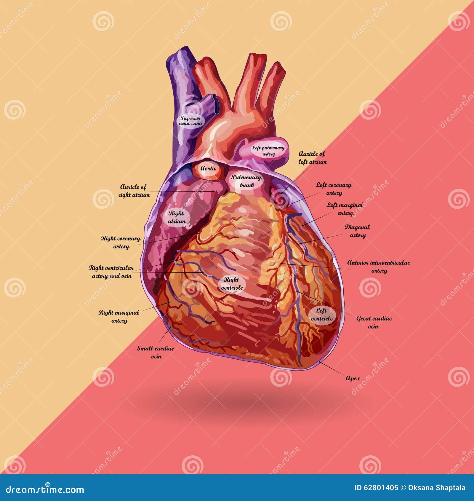Corazón humano ilustración del vector. Ilustración de vida - 62801405