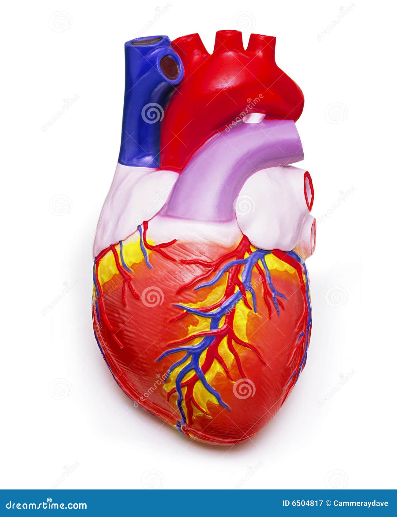 Corazón humano imagen de archivo. Imagen de médico, modelo - 6504817