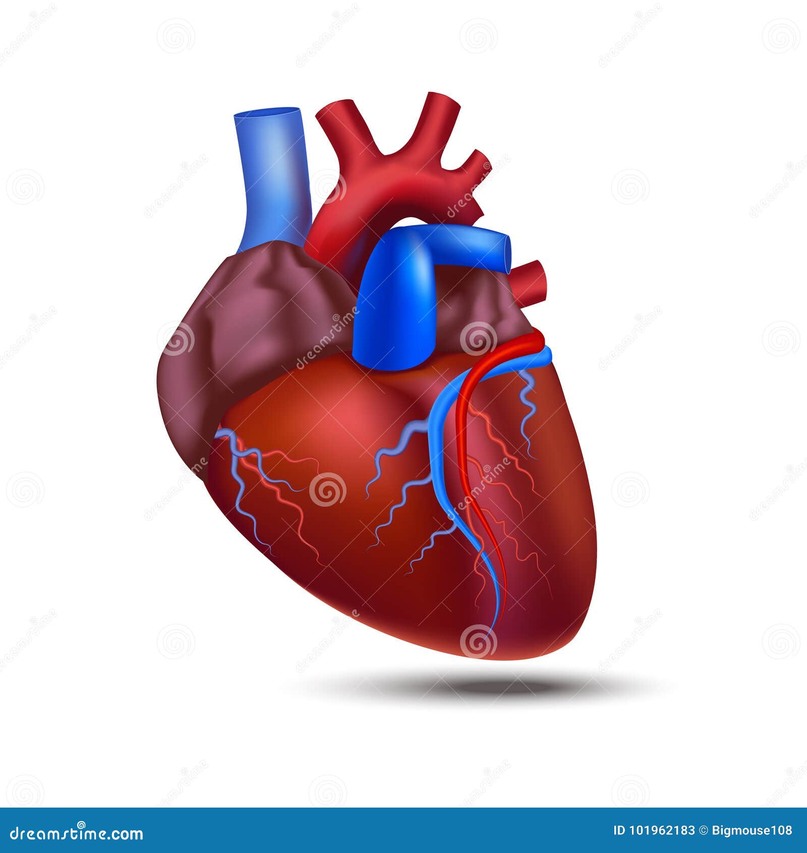 Corazón Humano Detallado Realista De La Anatomía 3d Vector Ilustración ...